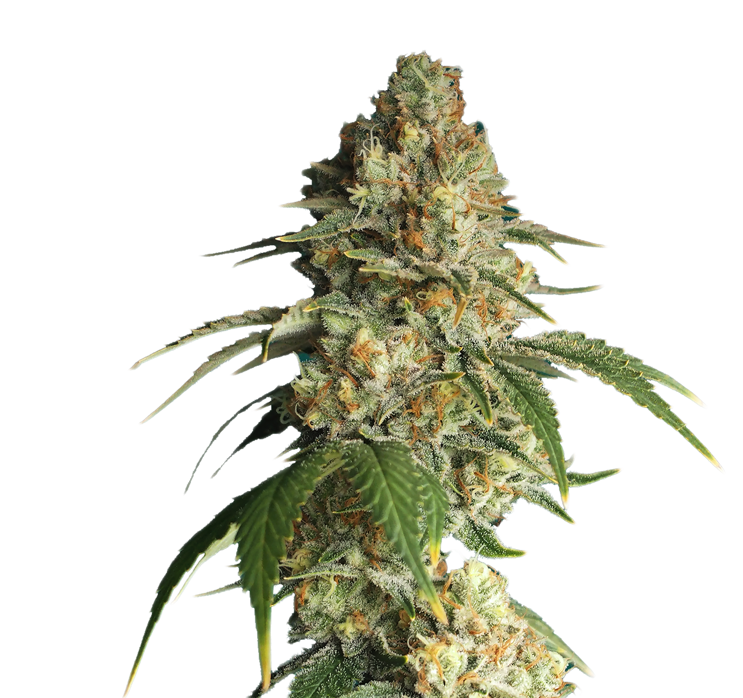 Thailand's Cultivators of Cannabis for Wellness | Thai Stick